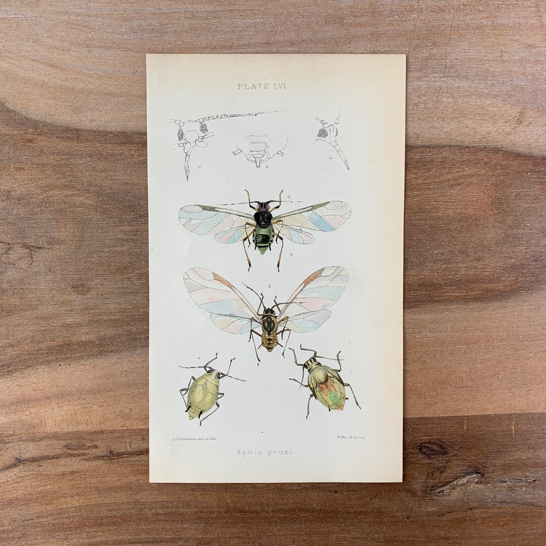1897 Antique Insects Lithograph Aphid Print Greenfly Print Set of Bugs ...