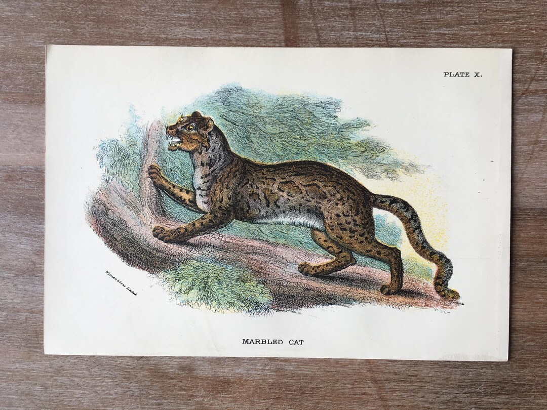 1896 Antique Original Animal Lithograph With Marbled Cat, Wild Nature ...