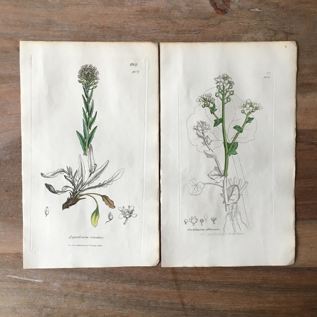 1835 Antique Botanical Engraving Set of 2 With Common Scurvygrass ...