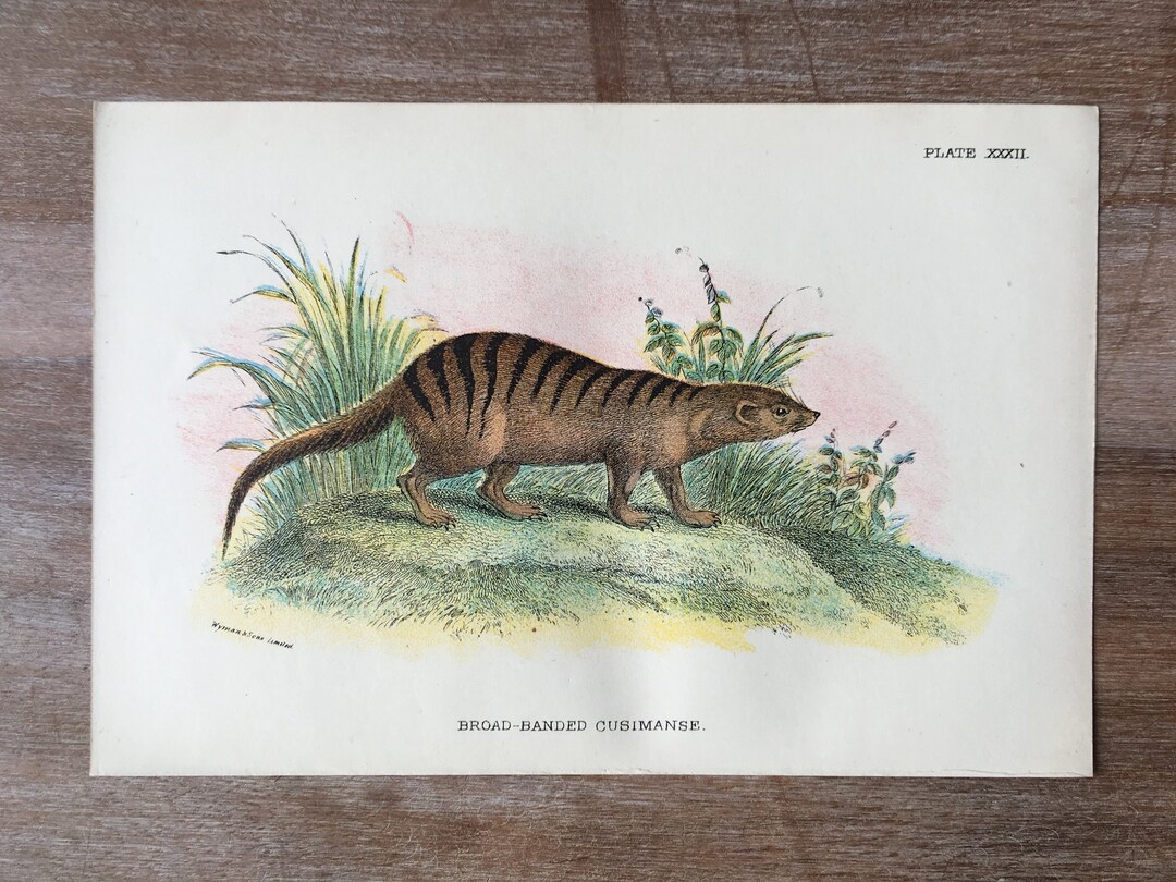 1896 Antique Original Animal Lithograph With Kusimanse Cat, Wild Nature ...