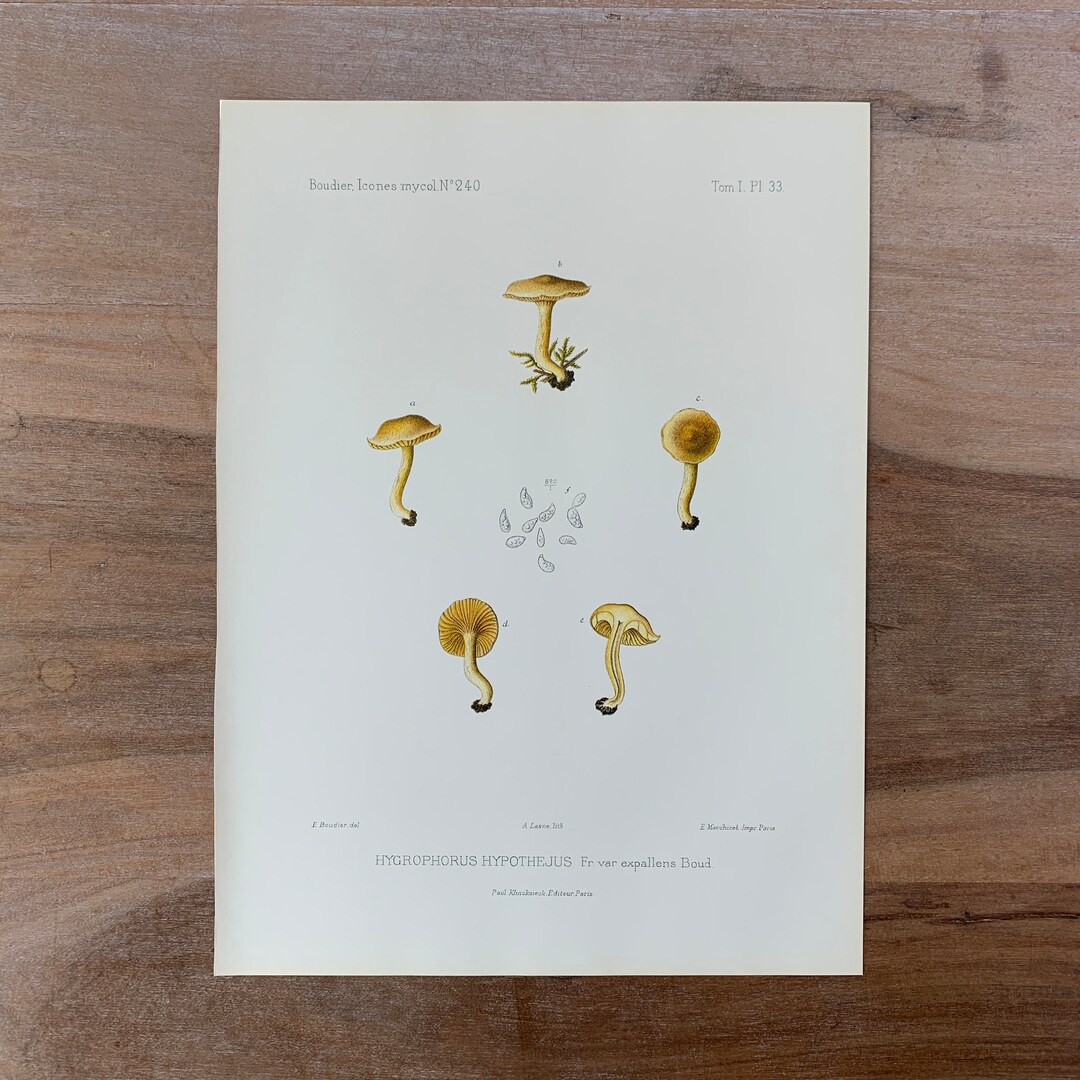 1905 Original Vintage Lithograph With Mushrooms, Herald of the Winter ...