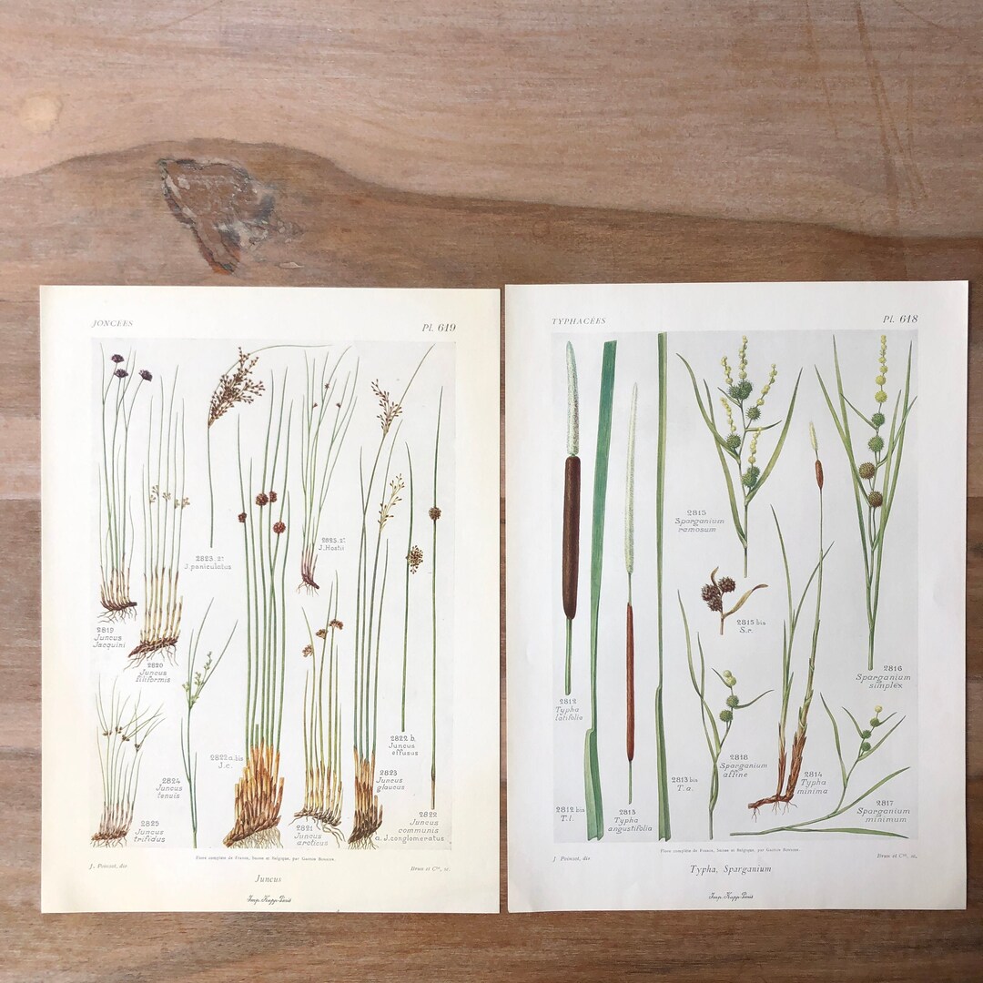 1912 Original Botanical Antique Lithograph Set of 2 With Cattail Print ...