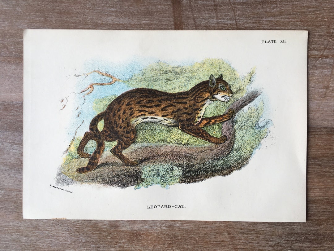 1896 Antique Original Animal Lithograph With Leopard Cat, Wild Nature ...