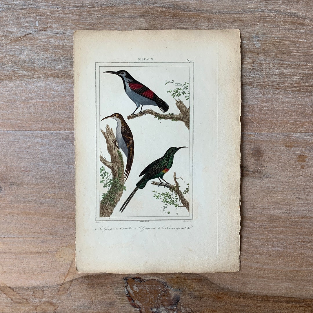 1825 Original Antique Bird Engraving, Wallcreeper Print, Hand Colored ...