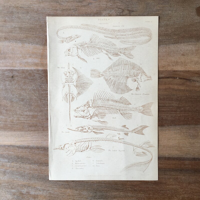 Antique Fish Print - Etsy
