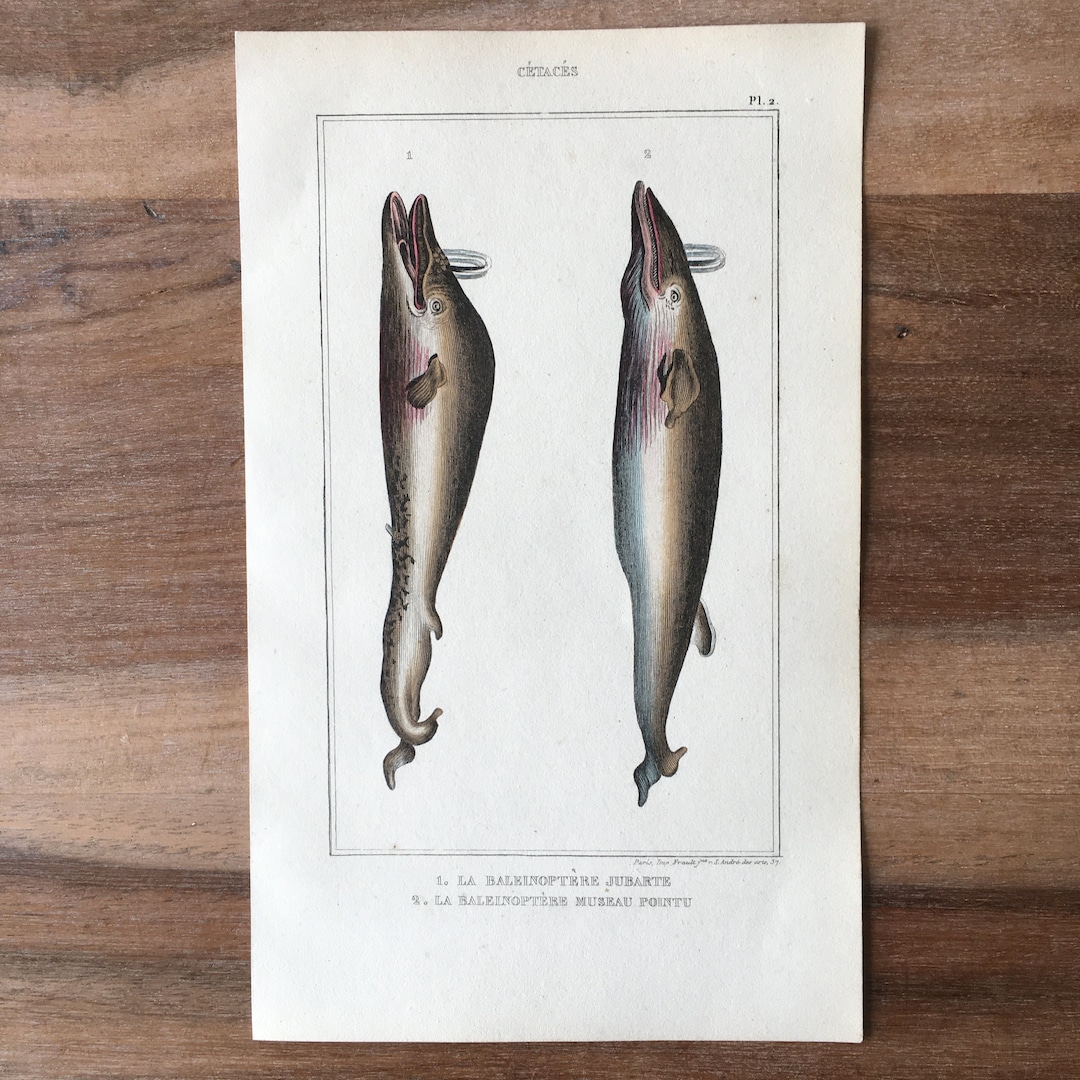 1840 Original Antique Fish Engraving With Fin Whale, Common Minke Whale ...