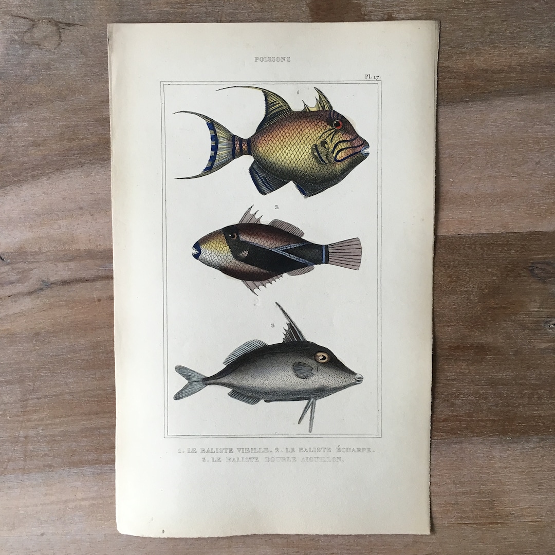 1835 Original Antique Fish Engraving With Grey Triggerfish, Reef ...