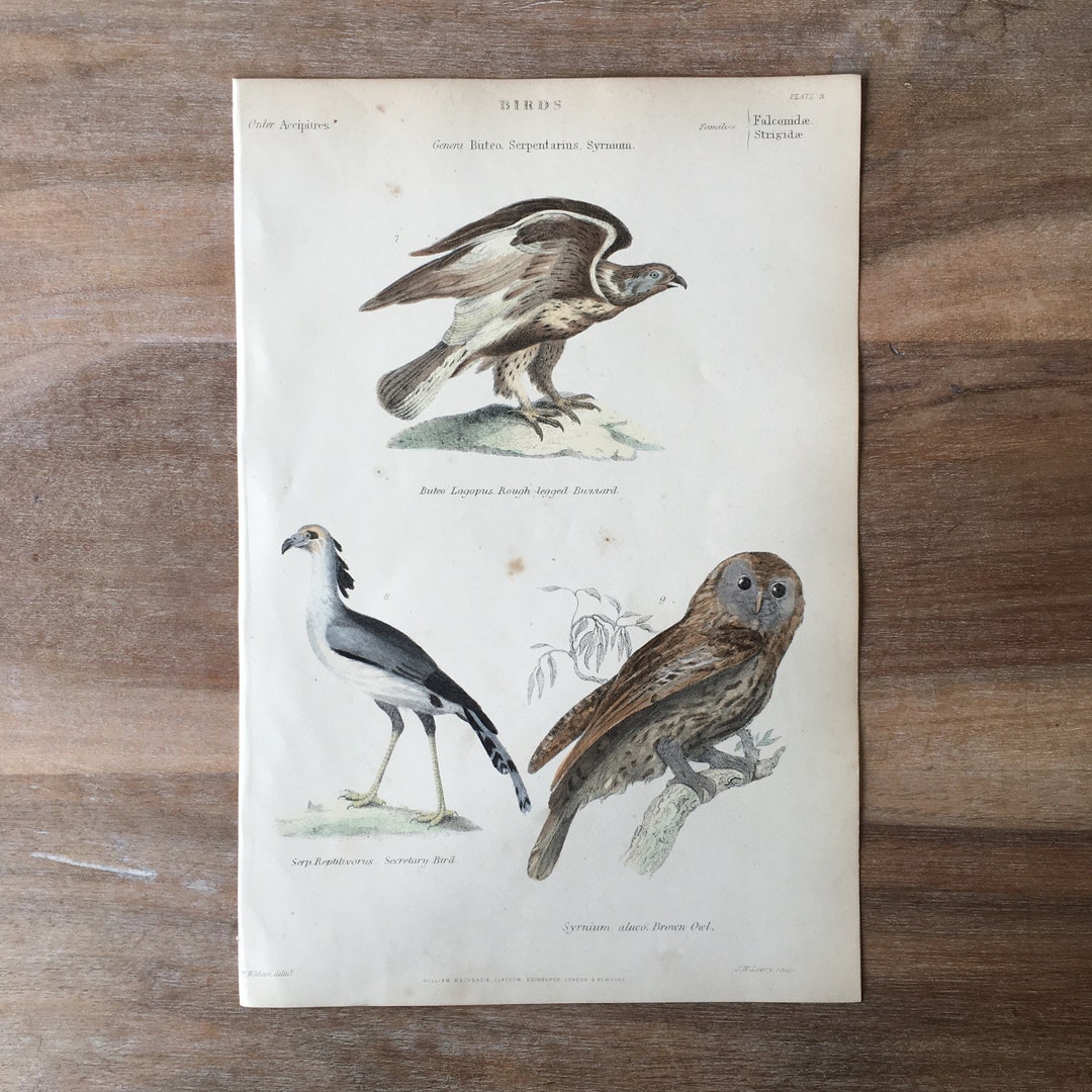 1865 Original Antique Birds Engraving With Brown Owl, Rough Legged ...