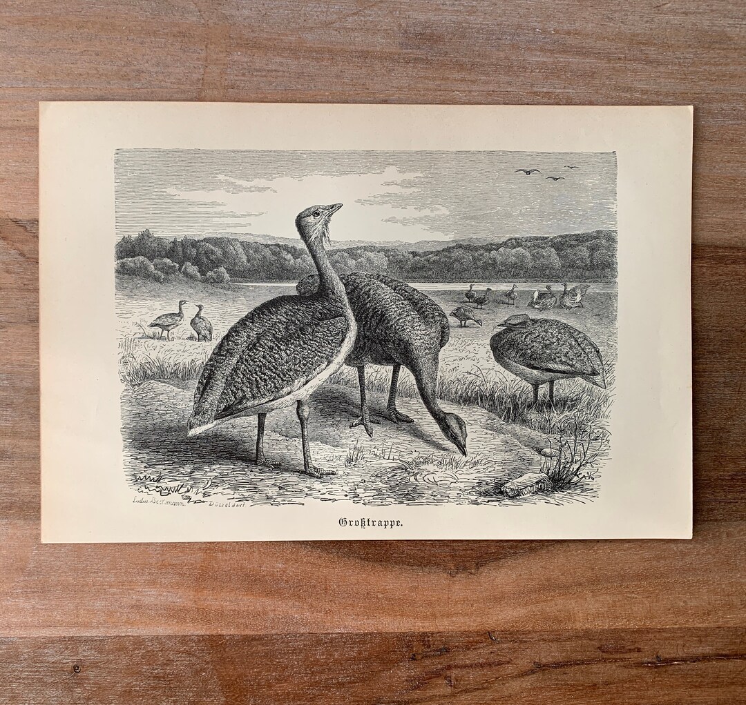 1892 Original Antique Lithograph, Print With Bustards, Ostriches Bird ...