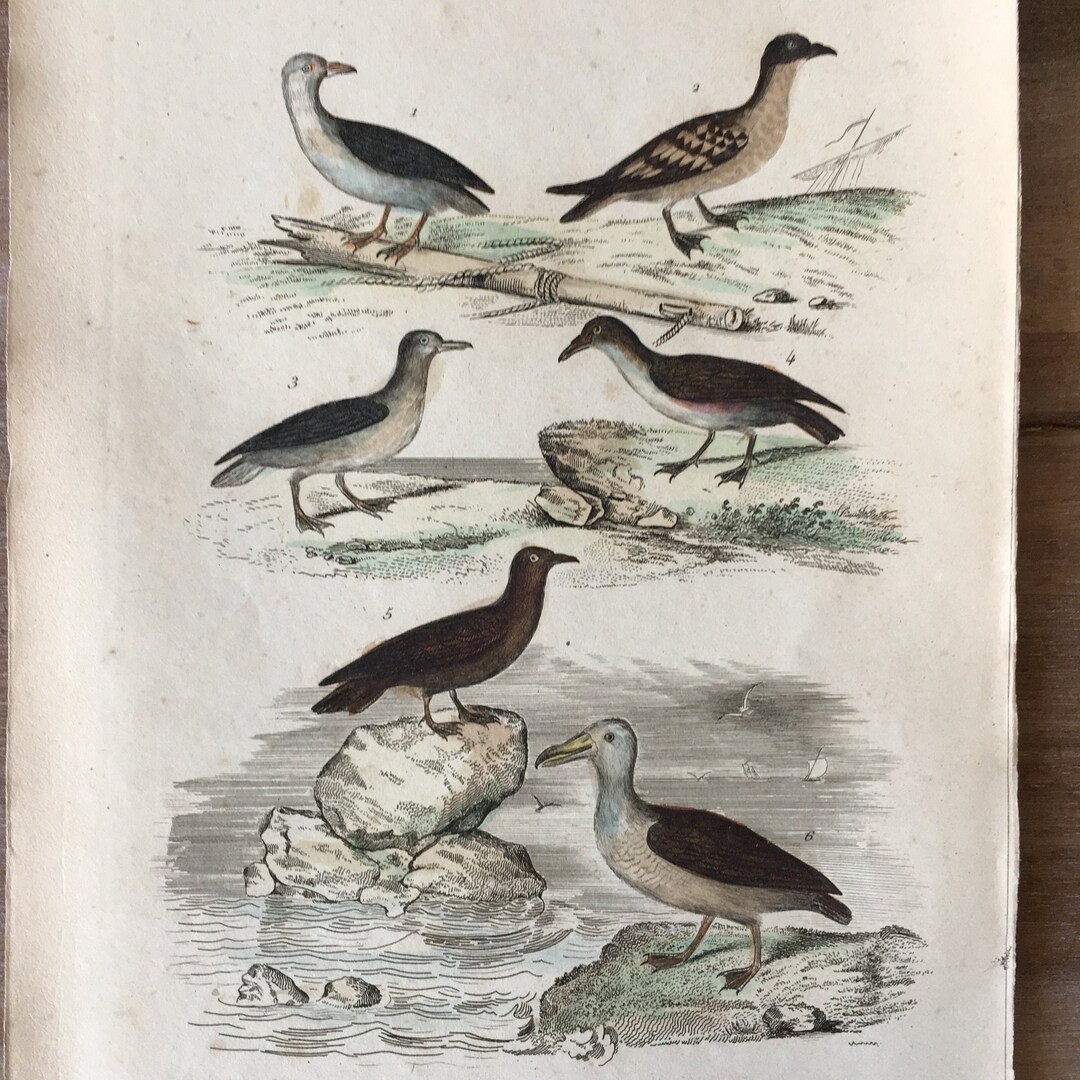 1835 Original Antique Bird Engraving, Grey Petrel, Brown Petrel ...