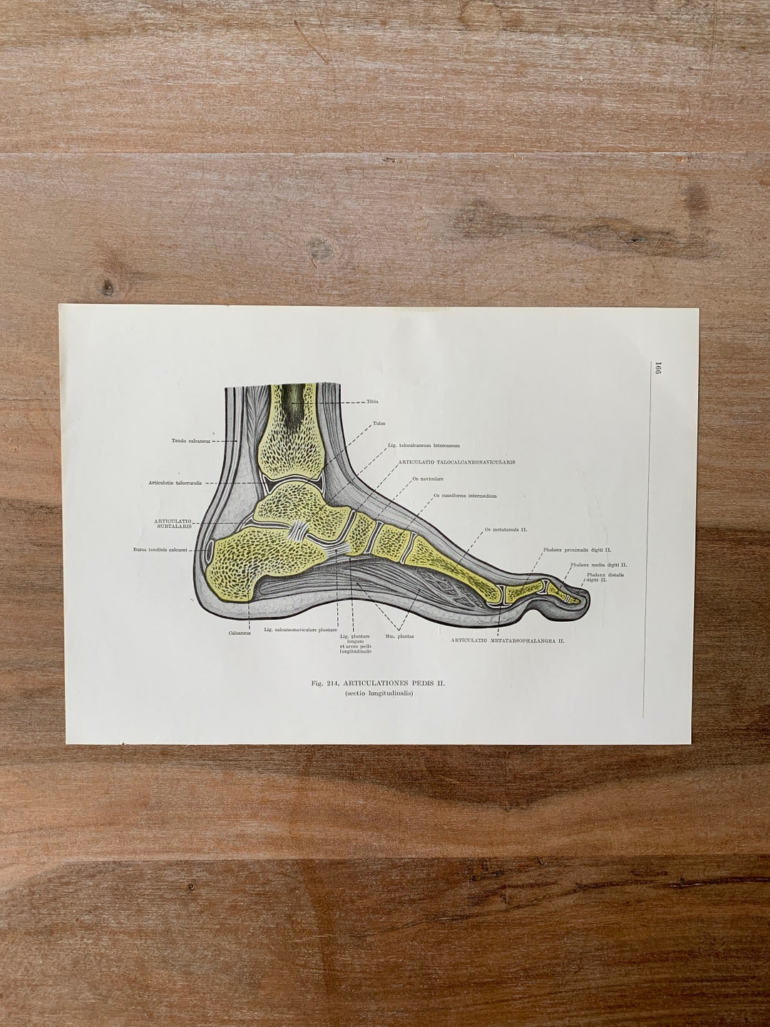 1962 Vintage Medical Print, Joints of the Toes, Leg Bones Print ...
