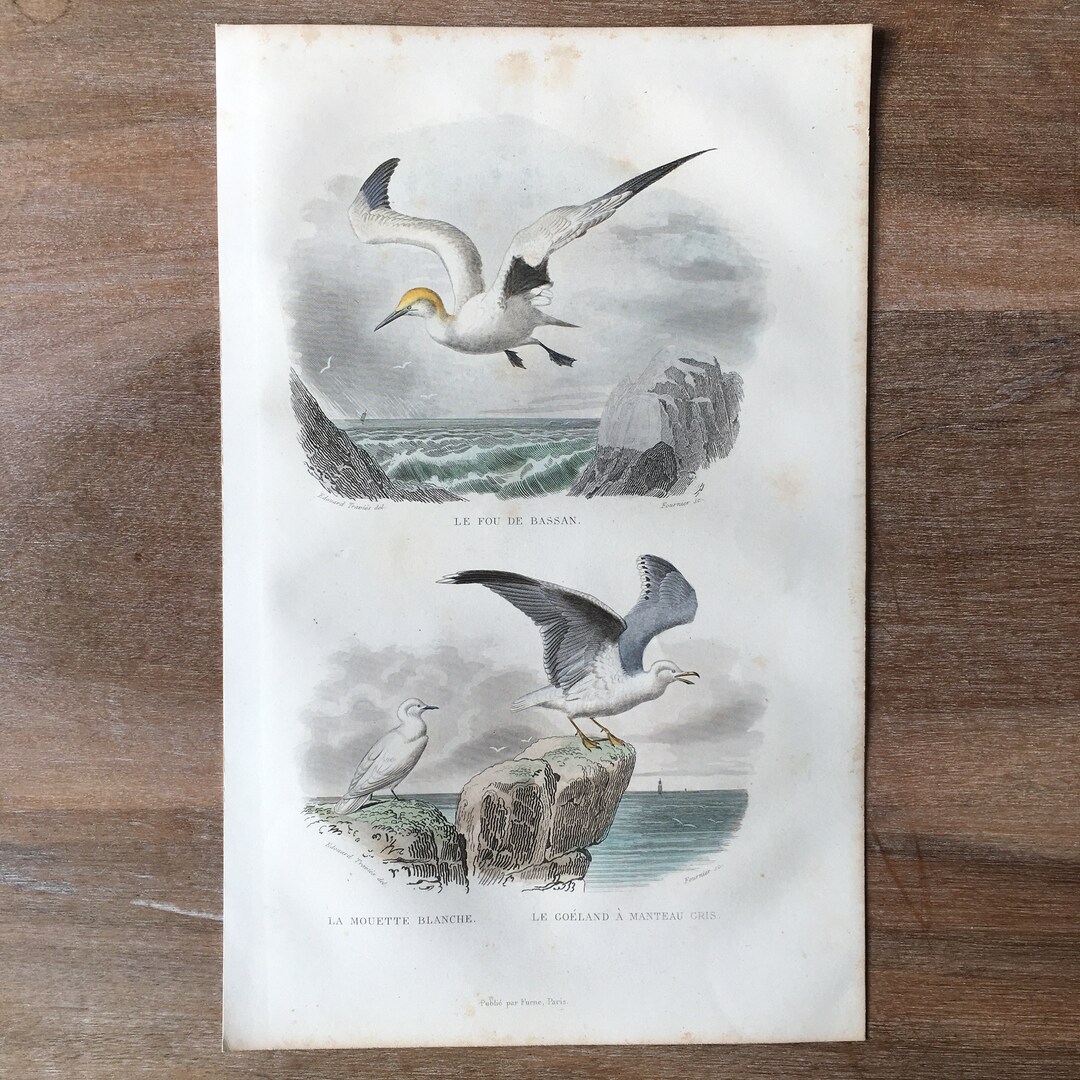 1844 Original Antique Engraving With Birds, Northern Gannet, Gull ...