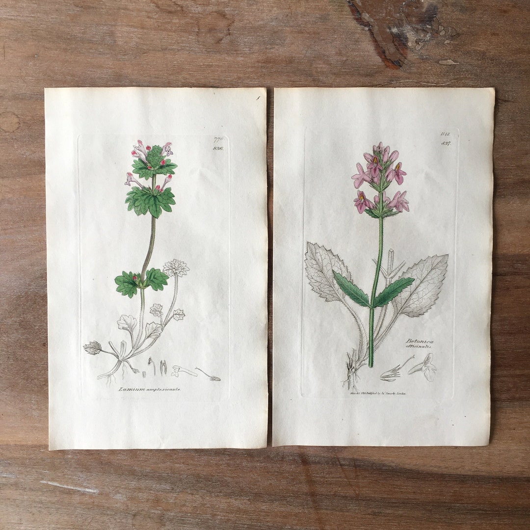 1835 Antique Botanical Print Set of 2, Henbit Deadnettle Print, Purple ...