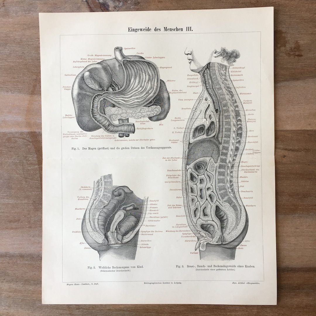 1895 Original Antique Lithograph With Body Structure , Medical ...