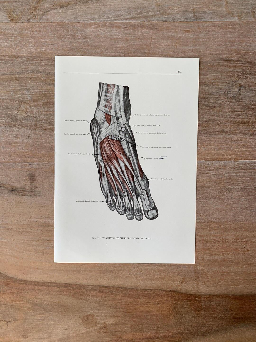 1962 Vintage Medical Print, Leg Muscles, Human Leg Structure, Myologia ...