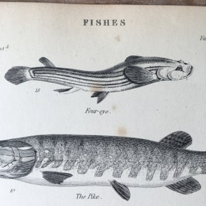 1865 Original Antique Fish Engraving, Four Eyed Fish, Pike Print, Carp ...