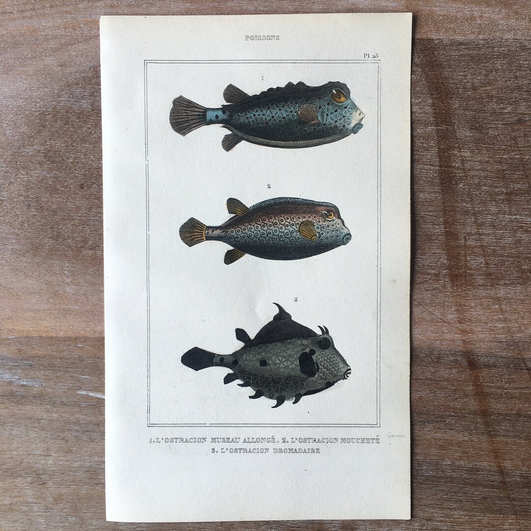 1840 Original Antique Fish Engraving With Blue Spotted Boxfish, Cowfish ...