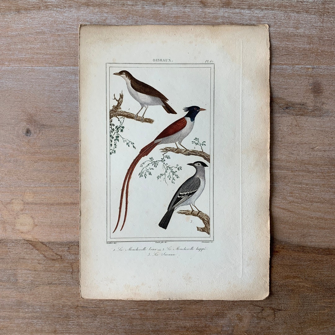 1825 Original Antique Bird Engraving With Flycatcher, Vintage Hand ...