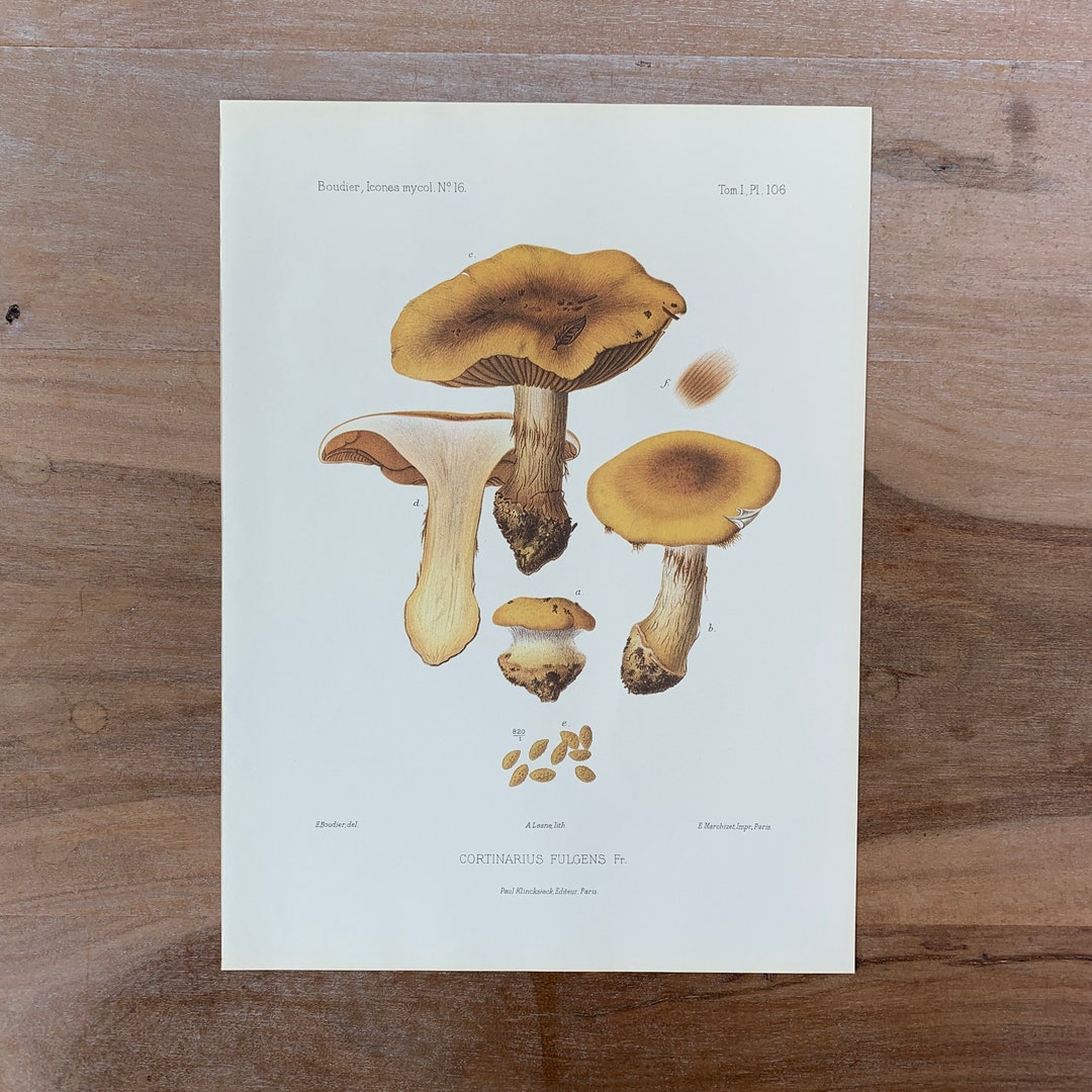 1905 Original Vintage Lithograph With Mushrooms, Cortinarius Fulgens, Mushroom Wall Art, Modern ...