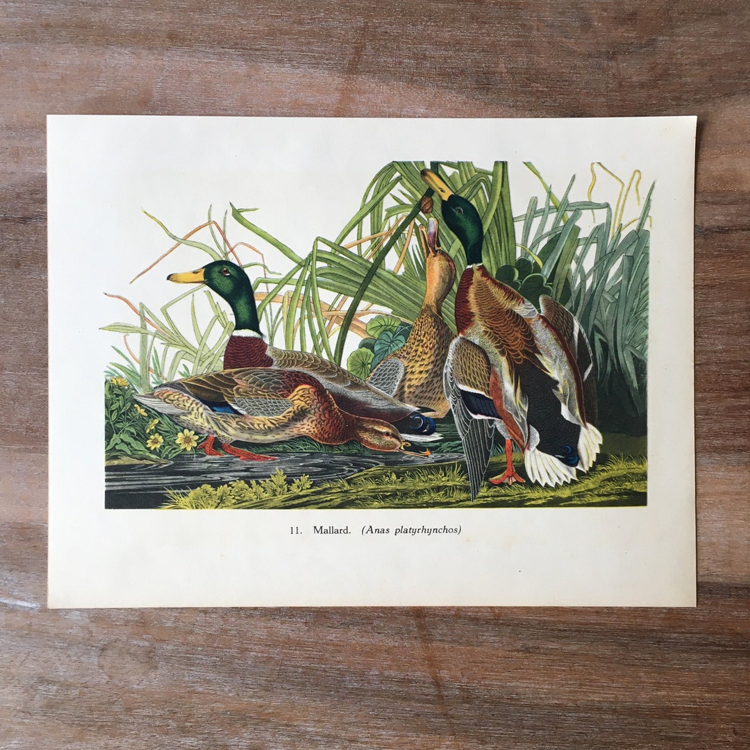 1949 Original Vintage Bird Lithograph, Mallard Print, Dabbling Duck ...