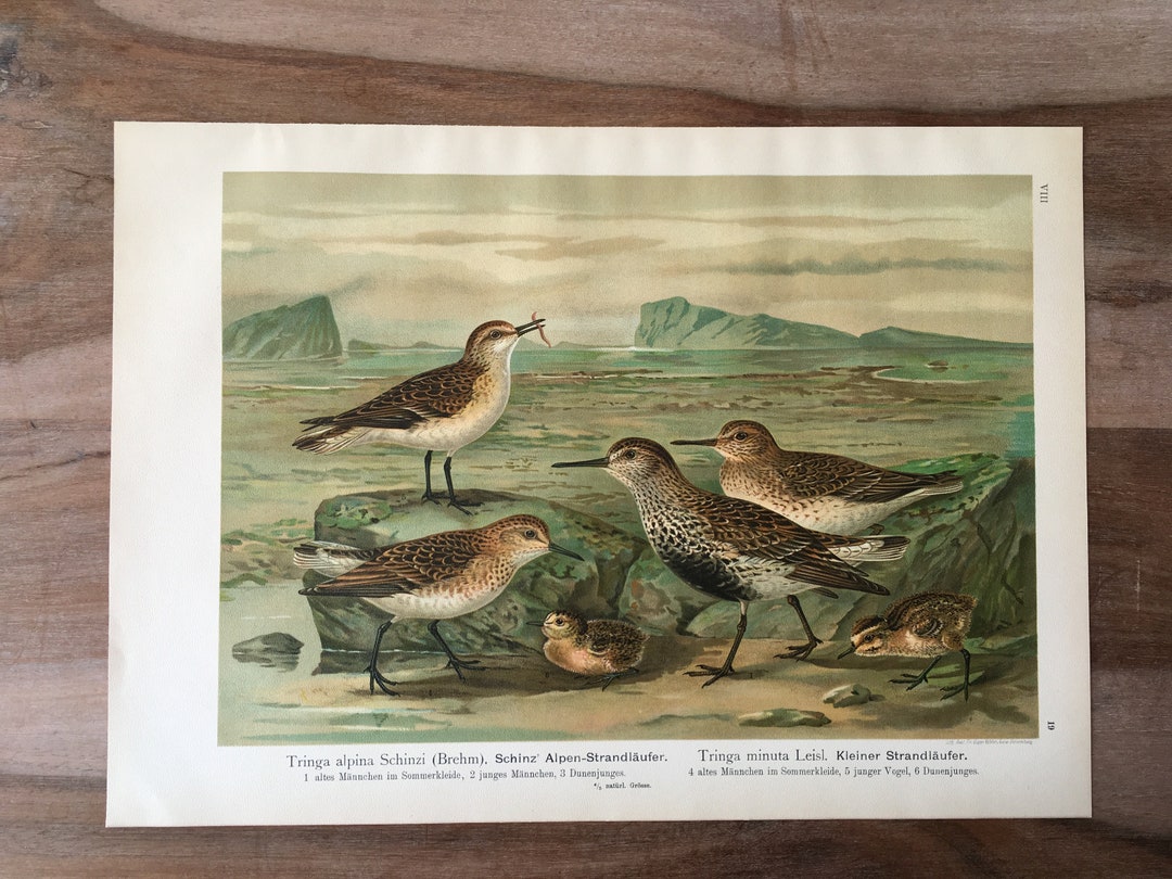 1897 Tringa Bird Print, Original Antique Large Chromolithograph ...