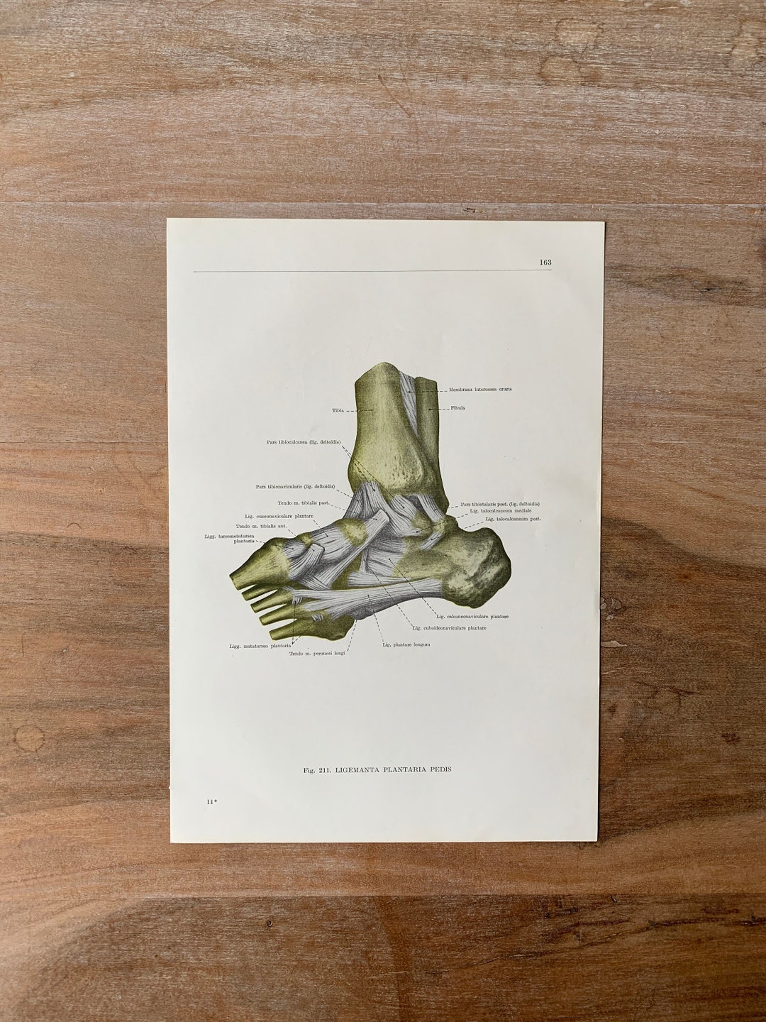 1962 Vintage Medical Print, Joints of the Toes, Leg Bones Print ...