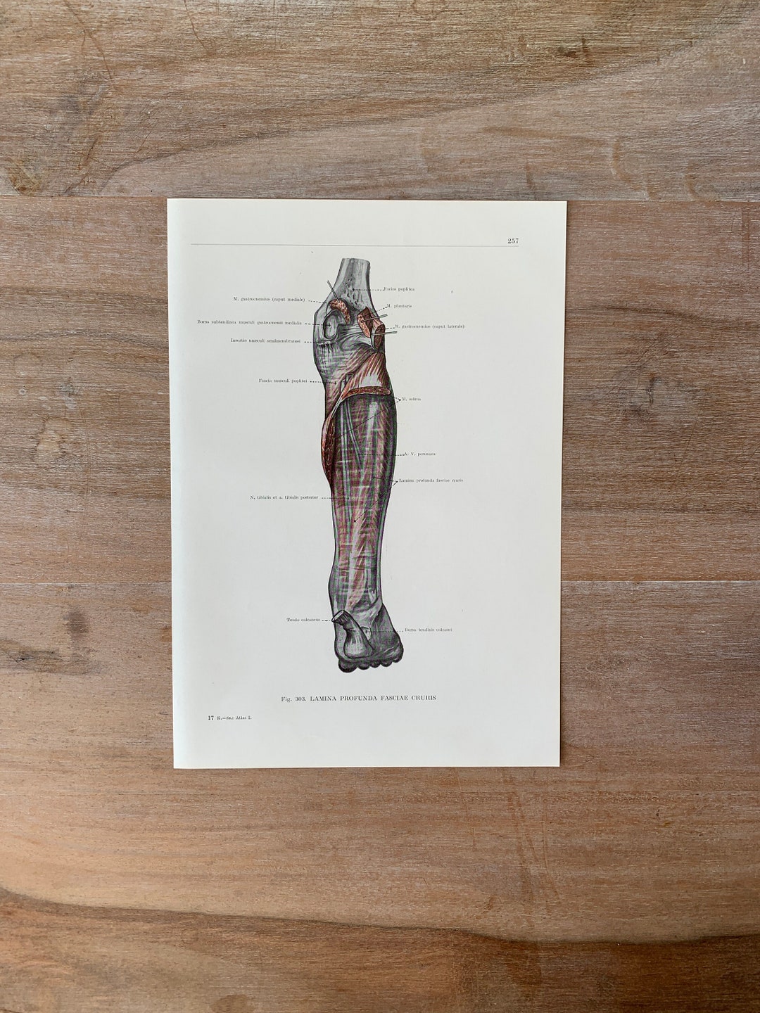 1962 Vintage Medical Print Leg Muscles Human Leg Structure - Etsy