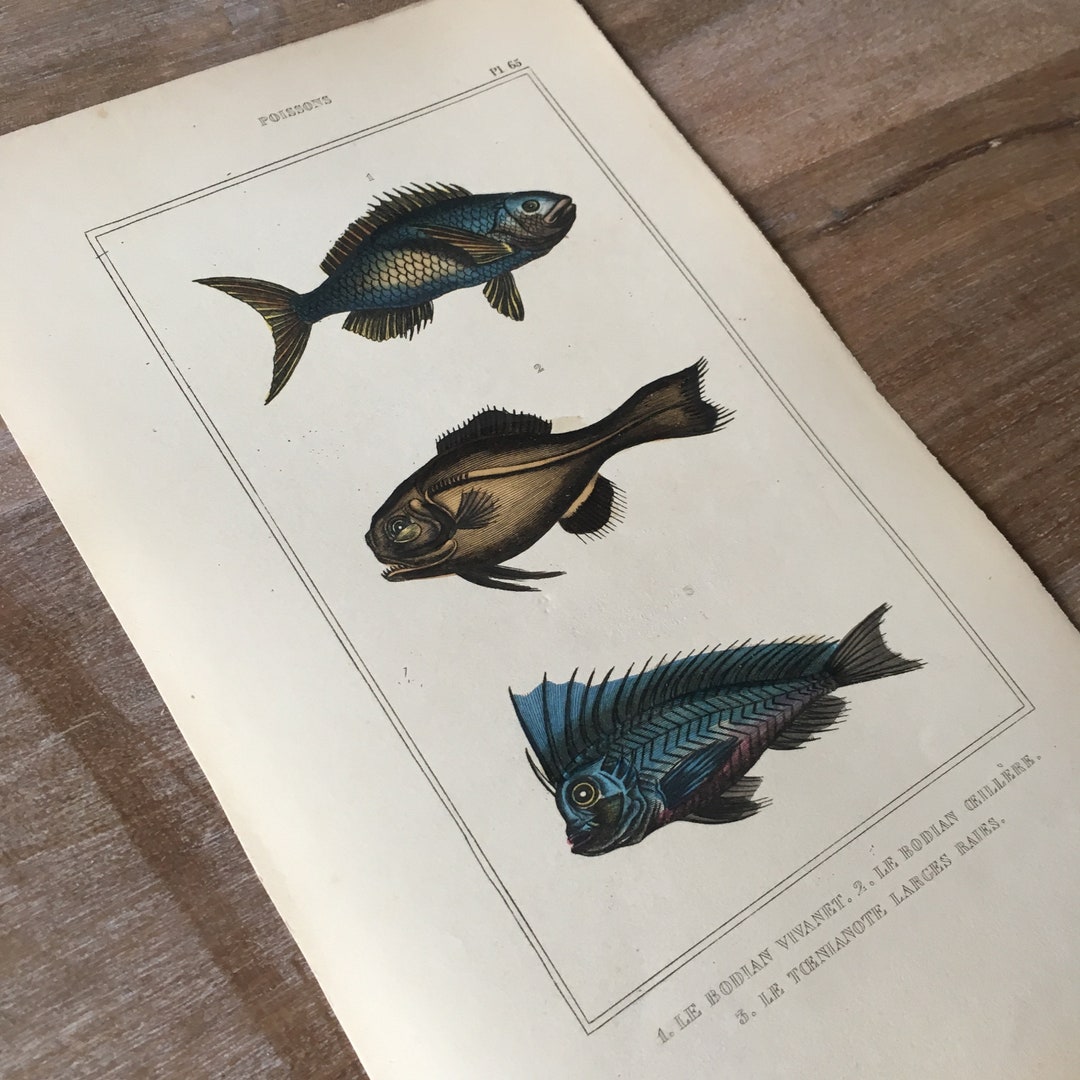 1835 Original Antique Fish Print, Fish Engraving, Leaf Scorpionfish ...