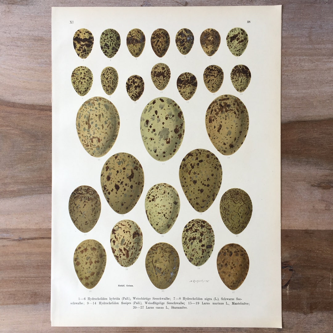 1897 Antique Birds Eggs Birds Eggs Antique Print Birds Eggs Old Illustration Birds Eggs Wall