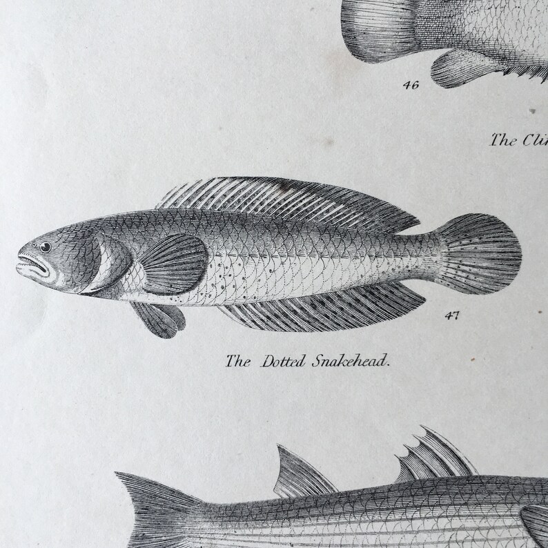 1865 Original Antique Fish Engraving, Antique Fish Engraving, Climbing ...