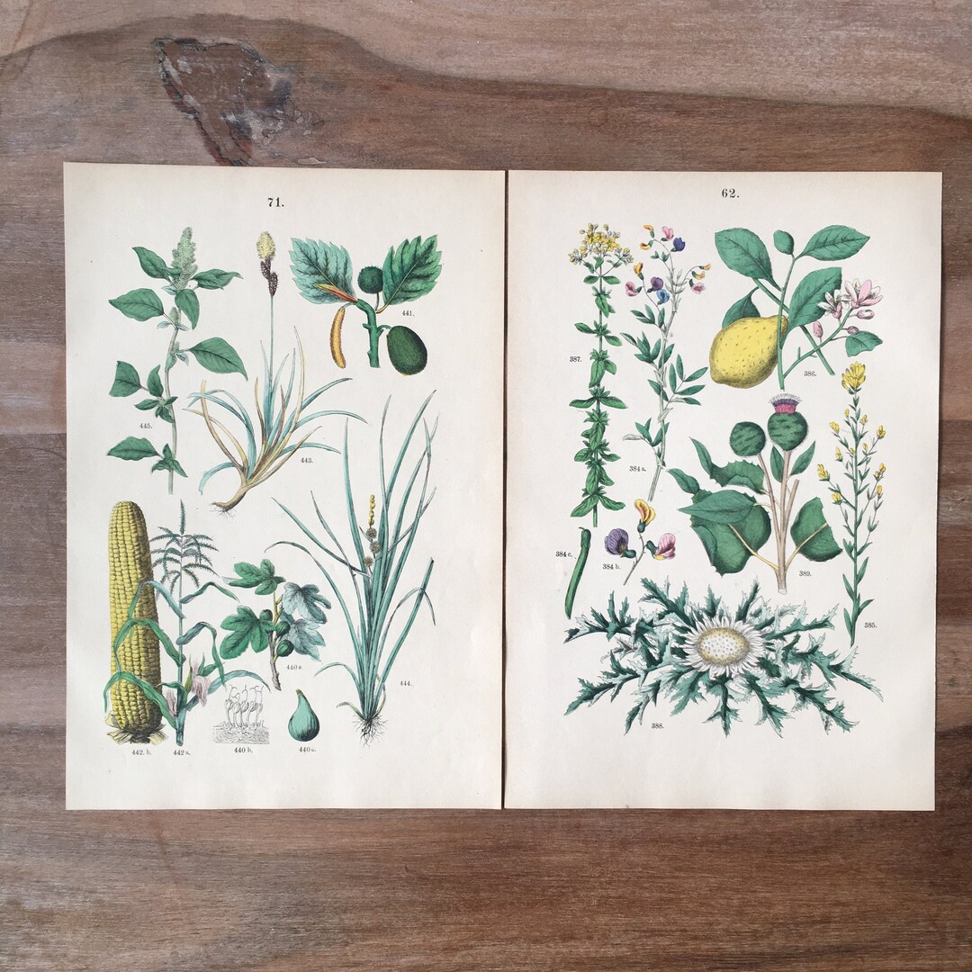 1882 Antique Botanical Lithograph - Set of 2 Field Flowers Print, Old ...