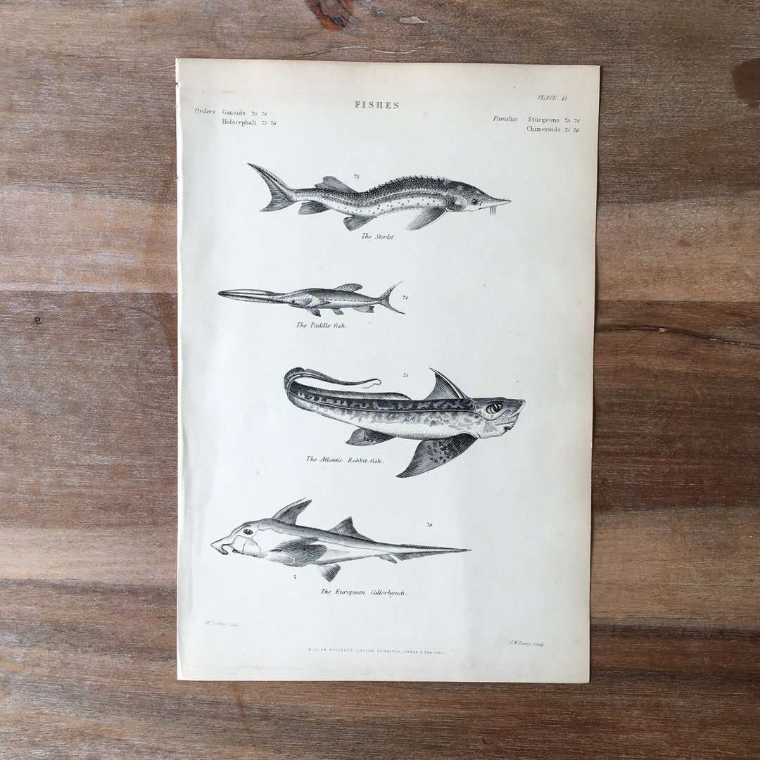 1865 Original Antique Fish Engraving, Antique Fish Engraving, Sterlet ...