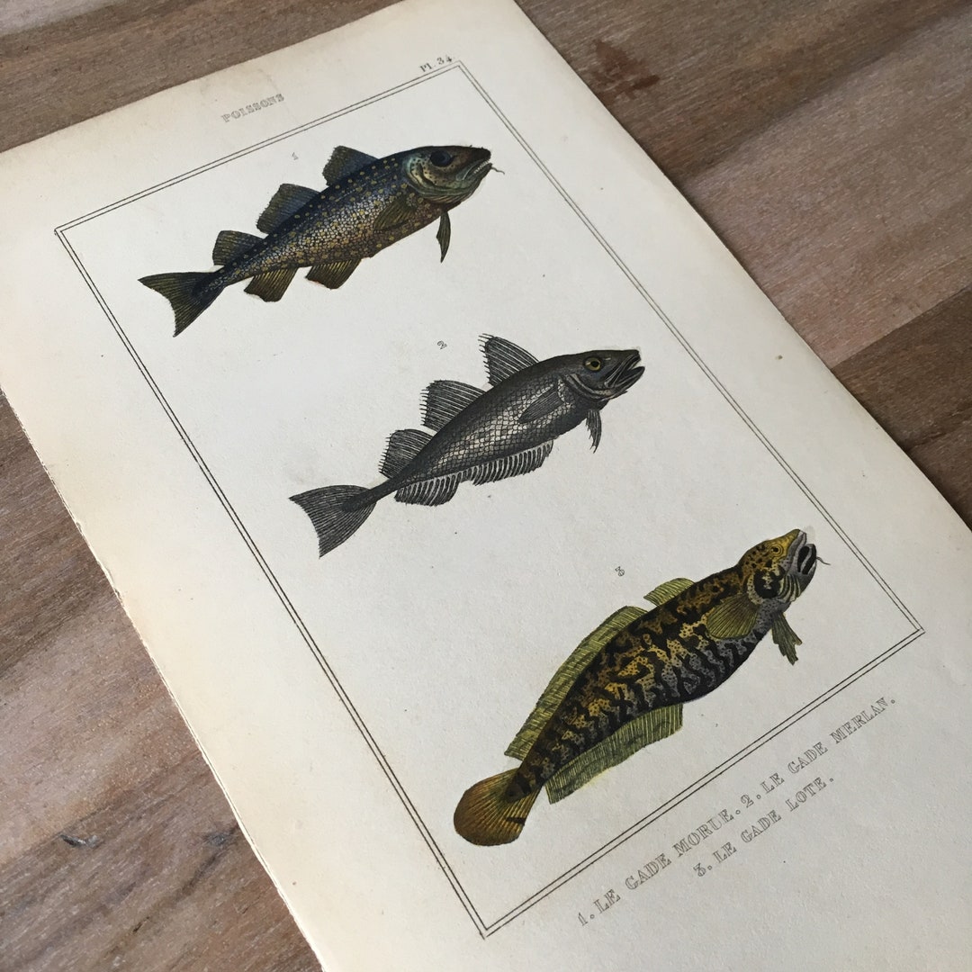 1835 Original Antique Fish Engraving With Cod Print, Whiting Fish Print ...