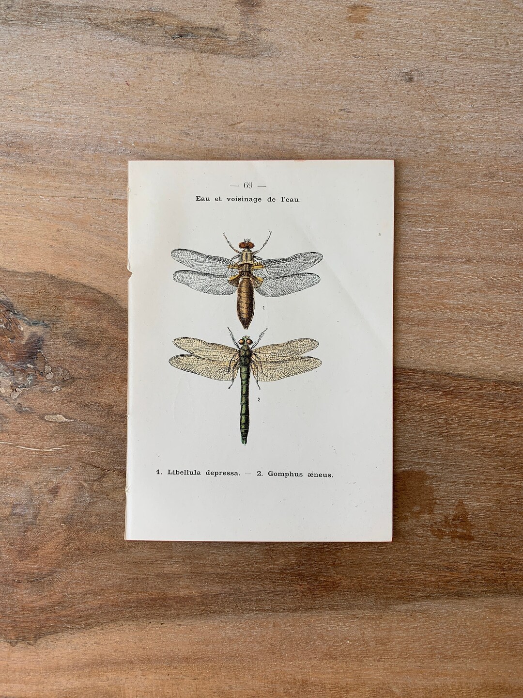 1903 Antique Insects Lithograph Butterfly Print Beetles - Etsy