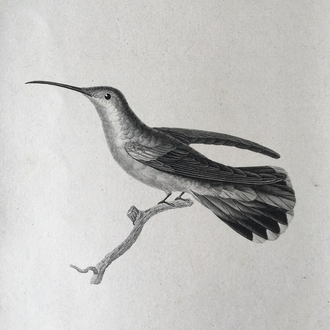 1835 Original Antique Bird Print, Hummingbird Engraving, Tropical Bird ...