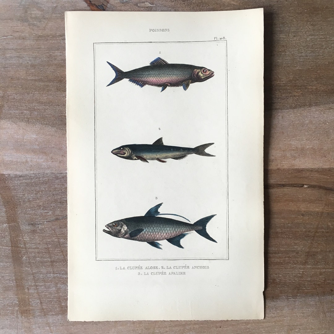 1835 Fish Engraving, Original Antique Fish Print, Sardine Fish, Anchovy ...