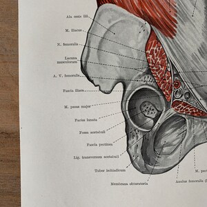 1962 Vintage Human Anatomy, Anatomy Print - Subinguinal Hiatus ...