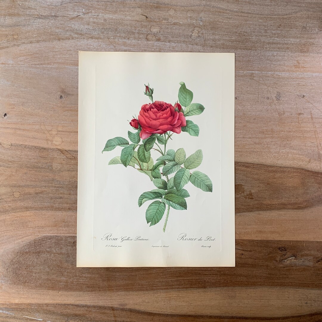 1954 Vintage Crimson Roses Print | Modern Farmhouse Flowers | Large ...