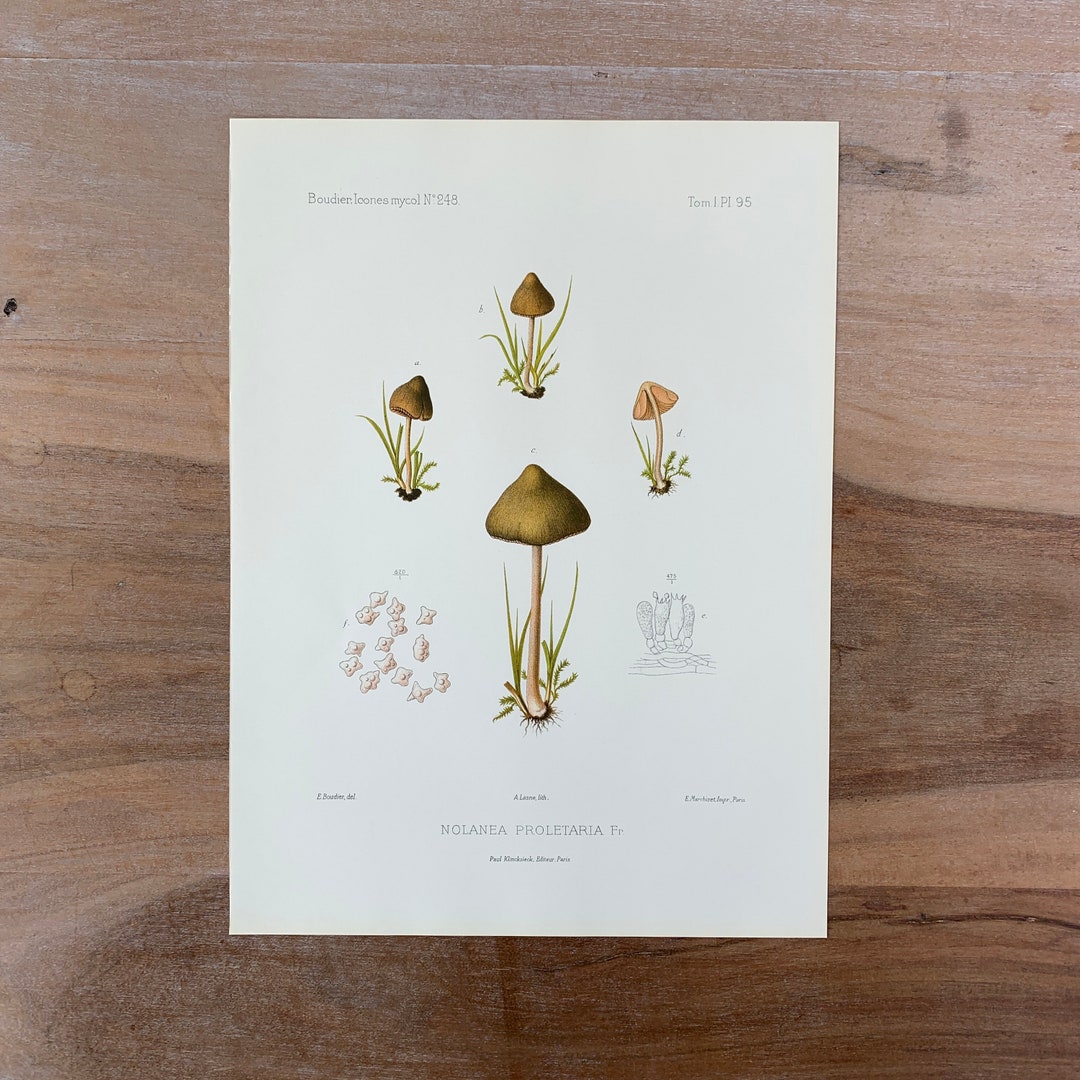 1905 Original Vintage Lithograph With Mushrooms, Star Pinkgill Mushroom ...