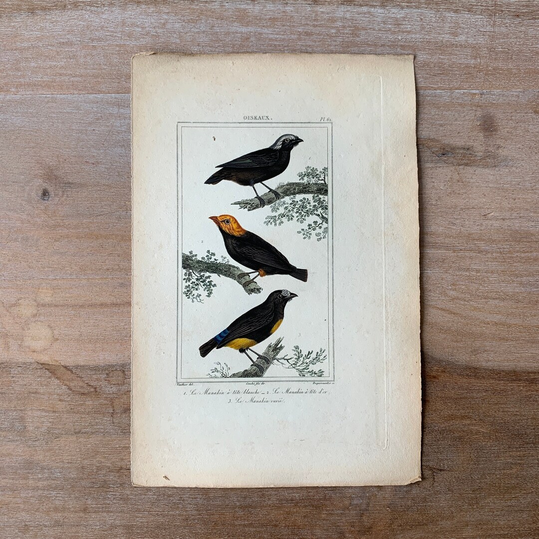 1825 Original Antique Bird Engraving With Manakin, Vintage Hand Colored ...