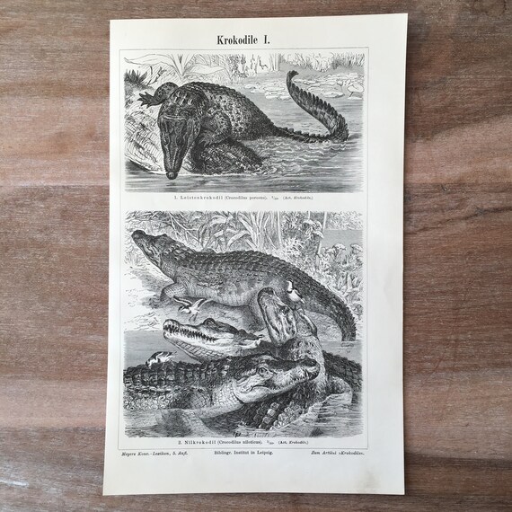 1895 Original Antique Lithograph Animals Print Antique - Etsy