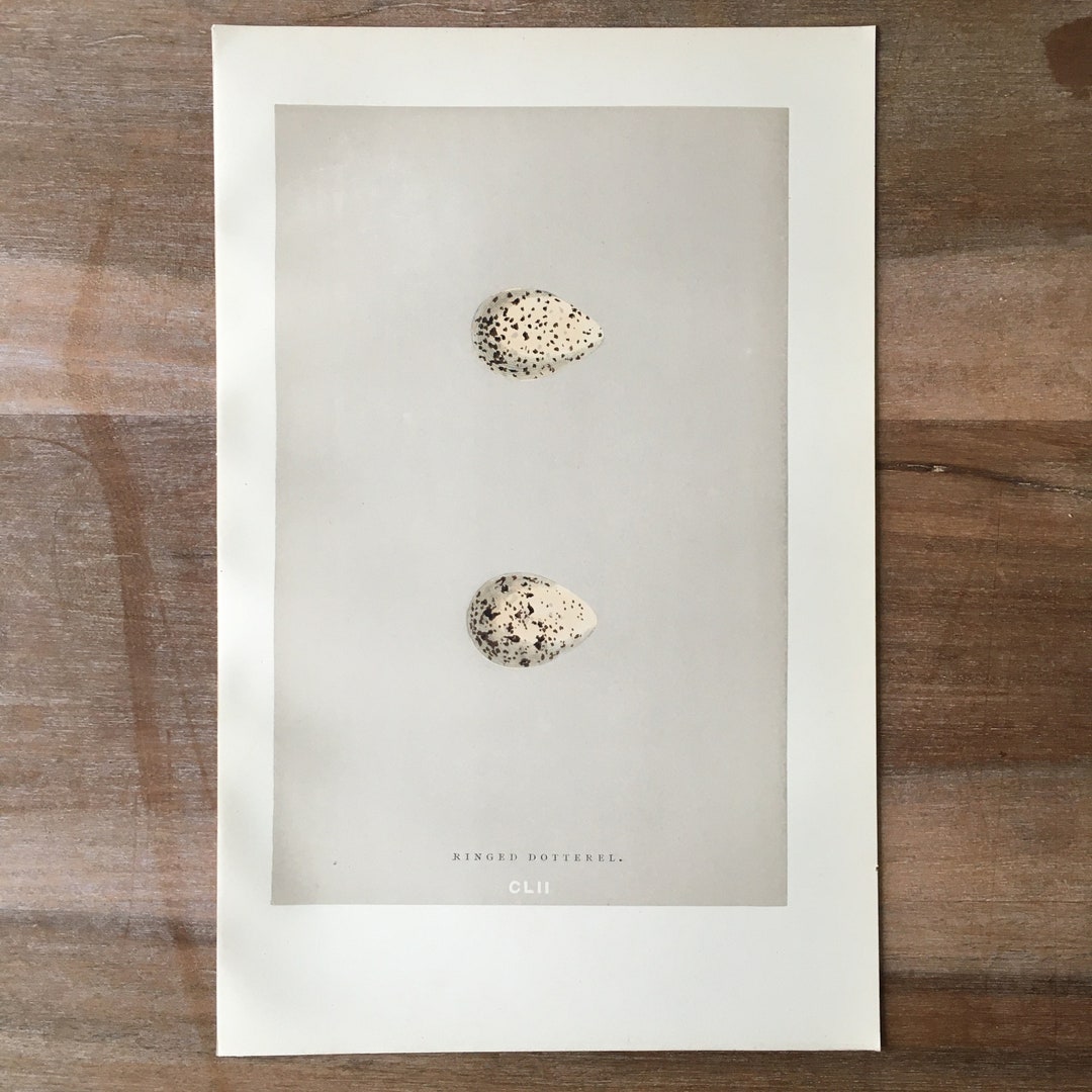1892 Antique Bird Eggs Chromolithograph Ring Dotterel Egg - Etsy