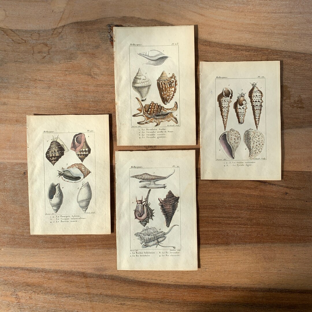 1830 Antique Clam Engraving Set of 4, Hand Coloured Molluscs Print ...