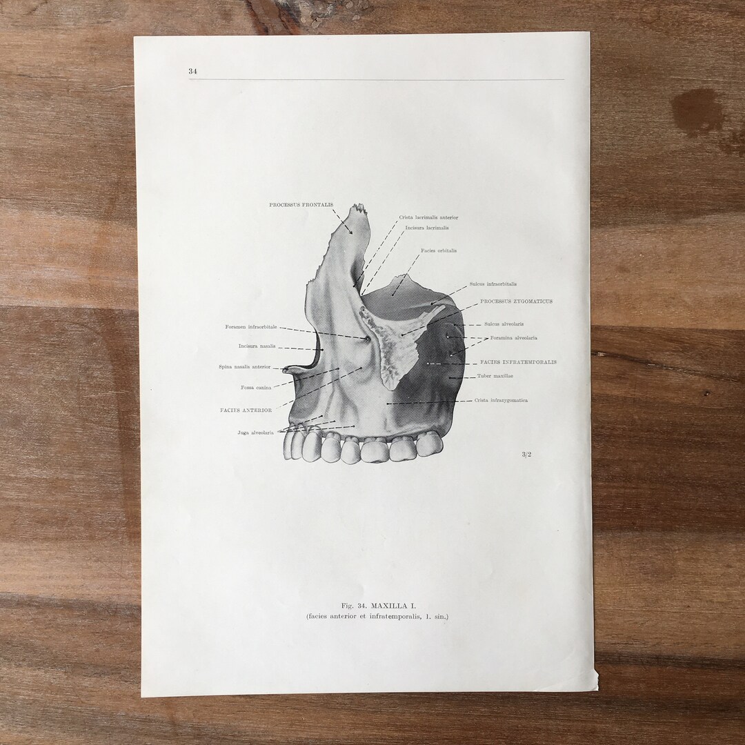 1962 Vintage Medical Print, Osteology Print, Human Body Print, Anatomy ...
