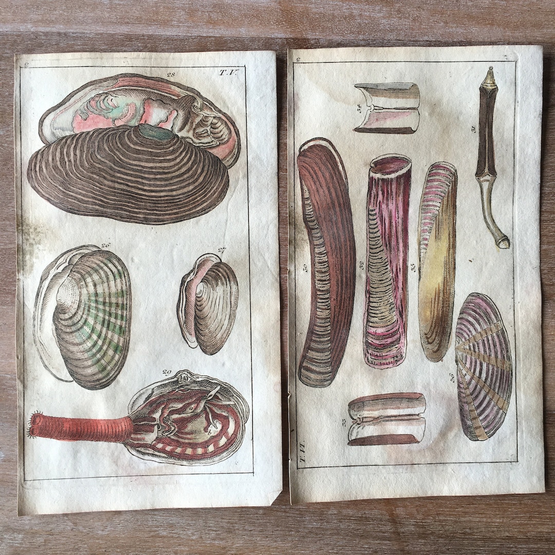 1802 Clam Engraving, Mya Mussel, Razor Shell, Antique Clam Print, Clam ...