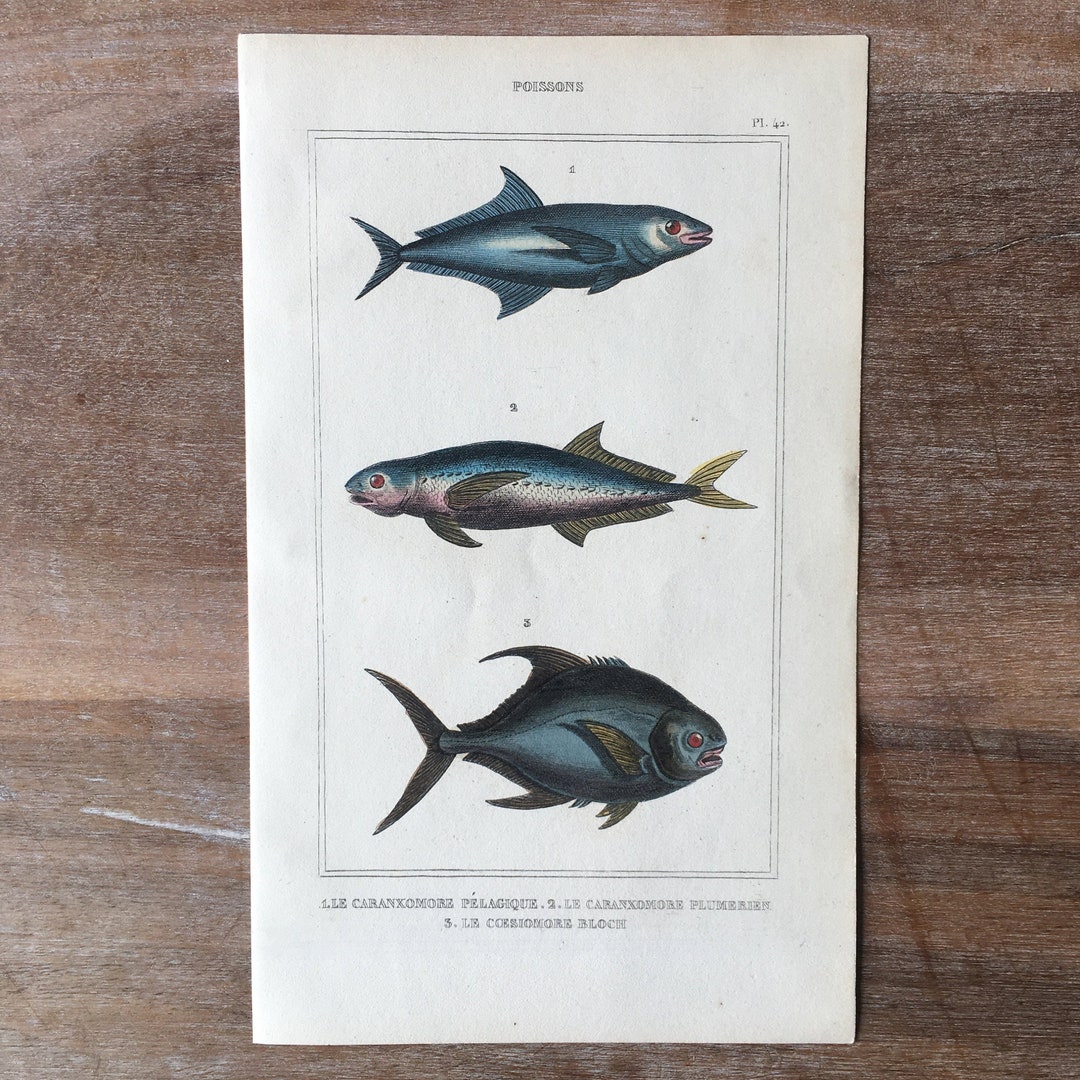 1840 Original Antique Fish Engraving With Mackerel Print - Etsy