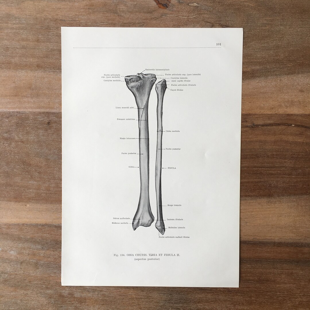 1962 Vintage Medical Print, Osteology Print, Human Body Print, Anatomy ...