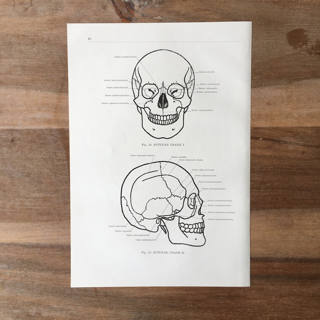 1962 Vintage Medical Print, Osteology Print, Human Body Print, Anatomy ...