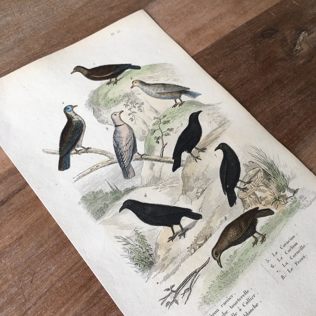 1840 Original Antique Bird Engraving, Wood Pigeon, Collared Dove, Rook ...