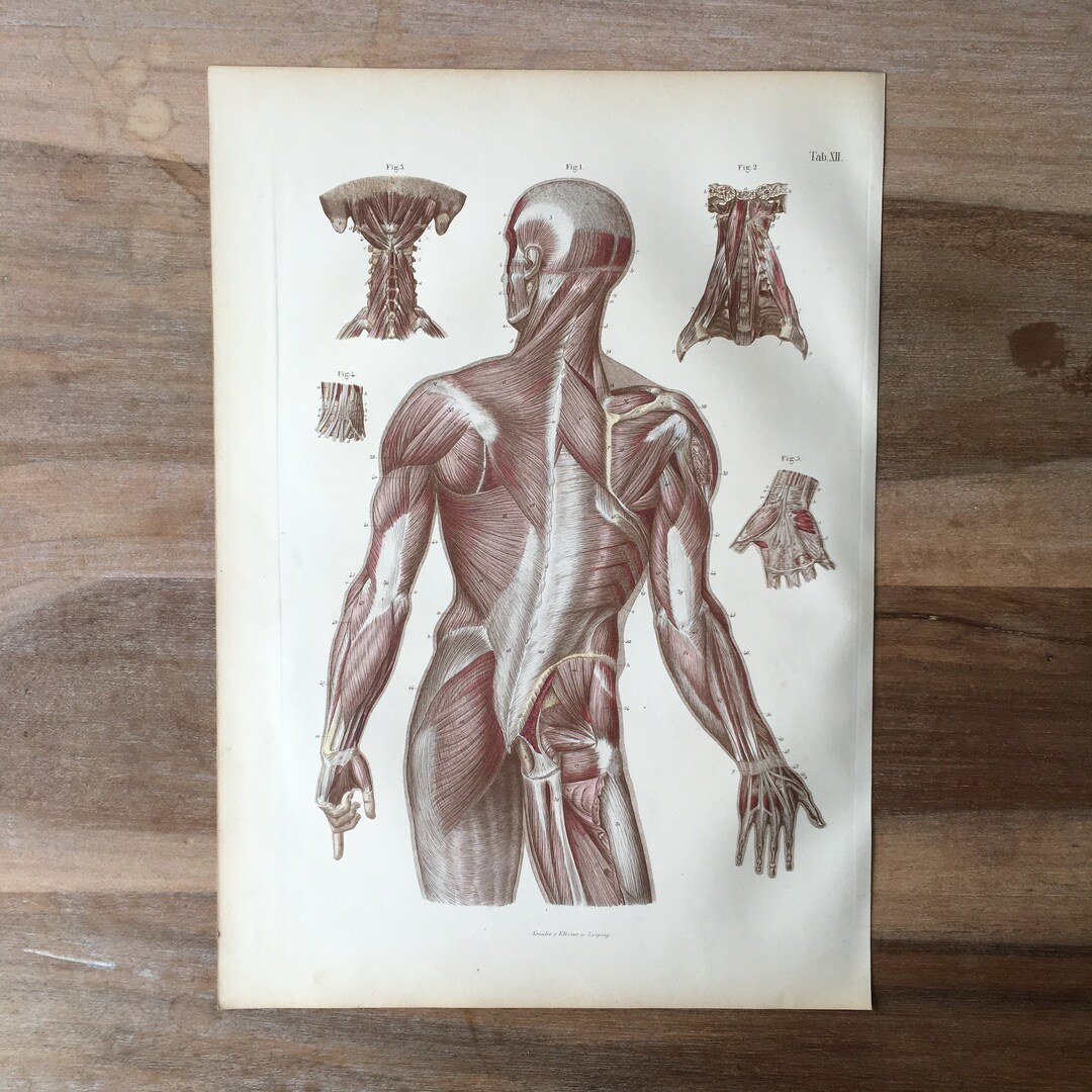 1871 Anatomy Antique Print, Rare Medical Engraving, Human Muscle ...